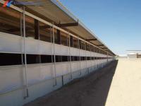 China Easy Build Piggery Shed Construction Steel Structure Cow House Construction for sale