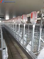 China KXD Stainless Steel Pig Nipple Drinker Piggery Equipment Quick Installation for sale