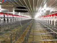 China Plastic Pig Dry Wet Feeder Automatic Dry And Wet Feeder Piggery Equipment for sale