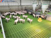 China Easy Install Piggery Shed Onsite Installation Steel Structure Piggery House for sale