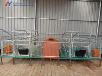 China Steel Piggery House Onsite Installation Chicken Shed Construction for sale
