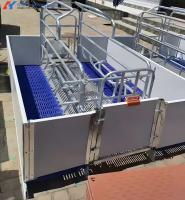 China Steel Piggery House Onsite Installation Chicken Shed Construction for sale