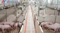 China Multifunctional Pig Farrowing Crates Galvanized Pig Farrowing Pen for sale