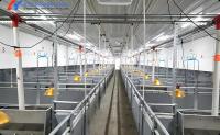 China Steel Structure Piggery Farm House Easy Install With Feeding System for sale