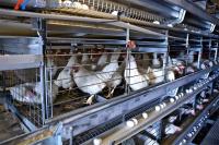 China Plastic Broiler Poultry Equipment Full Automatic Broiler Pan Feeder Customized for sale