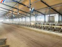 China Steel Cattle Sheds Easy Install Prefabricated Cow Farm Building for sale