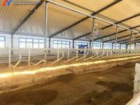China Steel Cattle Sheds Easy Install Prefabricated Cow Farm Building for sale