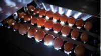 China Chicken Egg Shell Removal Machine 10000pcs/h Automatic Chicken Egg Peeling Machine for sale