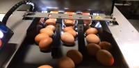 China Stainless Steel Poultry Chicken Egg Washing Machine Salted Duck Egg Cleaning Machine for sale