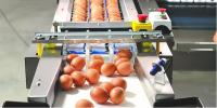 China Stainless Steel Poultry Chicken Egg Washing Machine Salted Duck Egg Cleaning Machine for sale