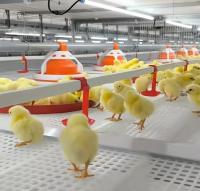 China Steel Poultry Farm Automatic Feeding System For Broilers And Layers for sale