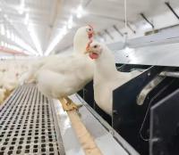 China Easy Pull Chicken Plastic Slat Floor , Poultry Plastic Slatted Floor for sale