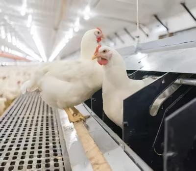 China Easy Pull Chicken Plastic Slat Floor , Poultry Plastic Slatted Floor for sale