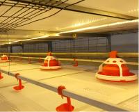 China Steel Poultry Farm Automatic Feeding System For Broilers And Layers for sale