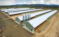 China Durable Steel Poultry House Automatic Feeding System Feeding Pan Poultry Equipment for sale