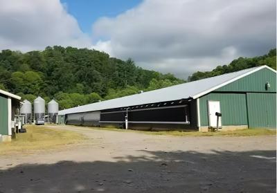 China Galvanized Steel Poultry House Onsite Installation Prefab Steel Farm Shed for sale