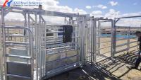 China Modern Cattle Sheds Steel Structure Cow Barn And Cow Shed Customized for sale