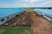 China Livestock Shelter Dairy Farm Barn Custom Steel Structure Cow Shed For Live Cattle for sale