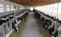 China Modern Cattle Sheds Steel Structure Cow Barn And Cow Shed Customized for sale