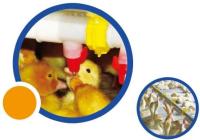 China Duck Goose Feeding And Poultry Drinking System Plastic for sale