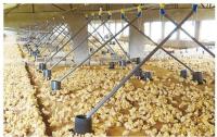 China Duck Goose Feeding And Poultry Drinking System Plastic for sale