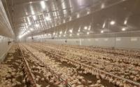 China Poultry House Prefabricated Building Manufacturers China Chicken Farm Steel Structures for sale