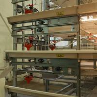 China Durable Poultry Breeding Equipment Galvanized Chicken House Solutions for sale