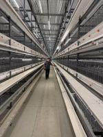 China Low Breakage RateTiered layer cage system Full Automation Integration 20-Year Lifespan for sale
