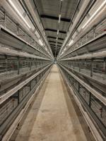 China Full Automation Integration Hot-Dip Galvanized Steel Automated Layer Cage for Space Efficiency in Poultry Farming for sale