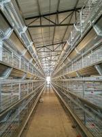 China Full Automation Integration Hot-Dip Galvanized Steel Automated Layer Cage for Space Efficiency in Poultry Farming for sale