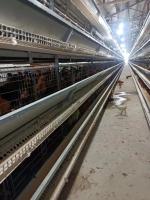 China Full Automation Integration Hot-Dip Galvanized Steel Automated Layer Cage for Space Efficiency in Poultry Farming for sale