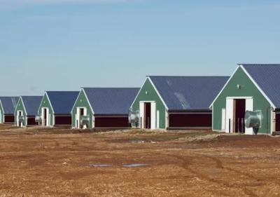 China Eco-Friendly Anti-Corrosion Steel Structure Poultry House with 2000-Chicken Capacity for sale