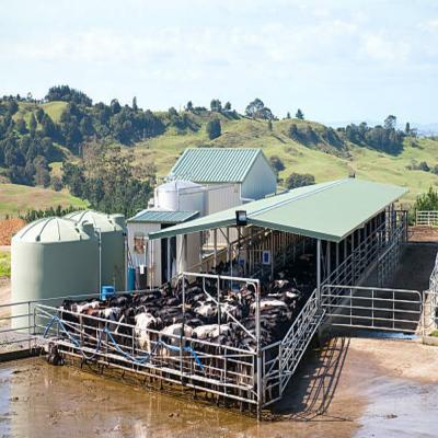 China Modern Customized Design Cattle Shed with Rust-resistant Weatherproof Construction and Natural Ventilation for Efficient Livestock Farming for sale