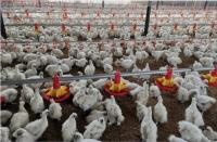 China Husbandry Farming Poultry Farm Equipment Chicken Coop Chicken House for sale