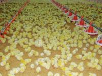 China Husbandry Farming Poultry Farm Equipment Chicken Coop Chicken House for sale