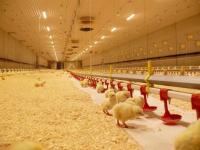 China Husbandry Farming Poultry Farm Equipment Chicken Coop Chicken House for sale