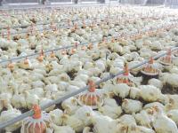China Husbandry Farming Poultry Farm Equipment Chicken Coop Chicken House for sale