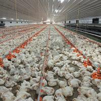 China Automatic Poultry House Equipment for Broiler Chicken with High Quality for sale