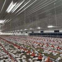 China Automatic Poultry House Equipment for Broiler Chicken with High Quality for sale