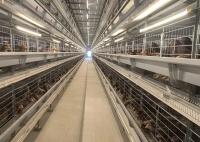 China Automatic Poultry House Equipment for Broiler Chicken with High Quality for sale