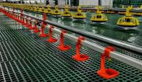 China Premium Slatted Floor Broiler House for Modern Poultry Farming for sale