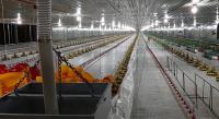 China Premium Slatted Floor Broiler House for Modern Poultry Farming for sale
