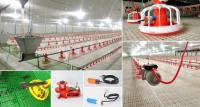 China Premium Slatted Floor Broiler House for Modern Poultry Farming for sale