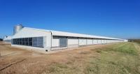 China Agricultural Farm Design Professional Detachable Steel Structure Cattle/Cow/Pig/Sheep Barn Shed Building for sale