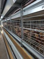 China Full automatic feeding Automated Poultry Cage Auto egg collection Hot-dip galvanized frame for sale