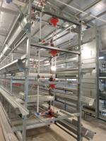China Full automatic feeding Automated Poultry Cage Auto egg collection Hot-dip galvanized frame for sale