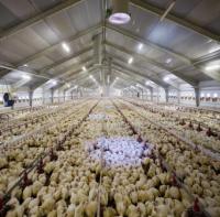 China Hot Selling Boiler Layer Egg Chicken Poultry Farm House for sale