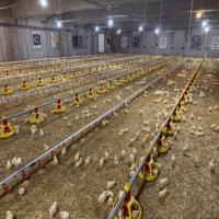 China Automatic Climate-Controlled Poultry House with Galvanized Steel Frame and Prefabricated Construction for sale