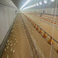 China High Efficiency Smart Poultry Farm Construction with Smart Automation System and Durable Steel Structure for sale