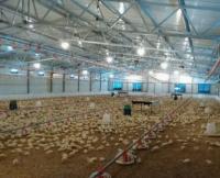 China Prefabricated Easy Install Corrosion Resistant Steel Poultry House with Customizable Sizes for sale